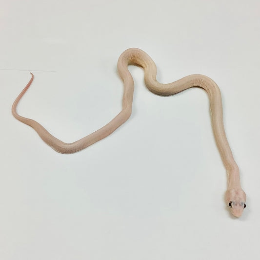 Leucistic Scaleless Western Rat Snake by BHB Reptiles - MorphMarket