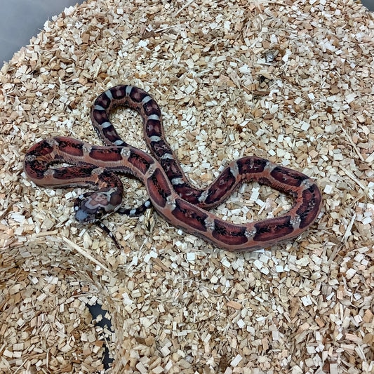 Scaleless Western Rat Snake by BHB Reptiles - MorphMarket