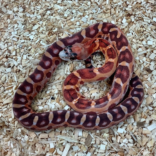 Scaleless Western Rat Snake by BHB Reptiles - MorphMarket