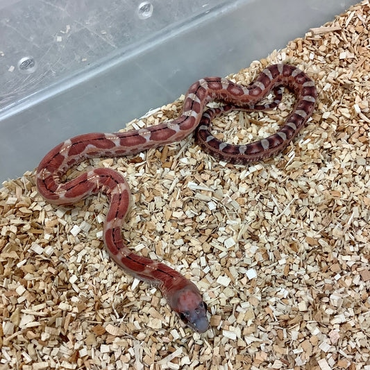 Scaleless Western Rat Snake by BHB Reptiles - MorphMarket