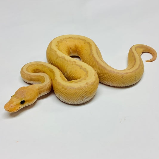 Banana Chocolate Lemonblast Ball Python by BHB Reptiles - MorphMarket