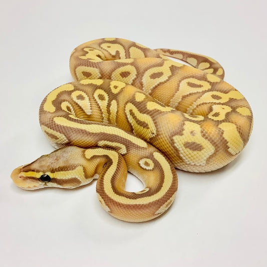 Banana Enchi Mojave Ball Python by BHB Reptiles - MorphMarket