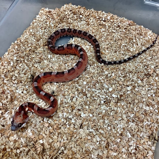Scaleless Western Rat Snake by BHB Reptiles - MorphMarket