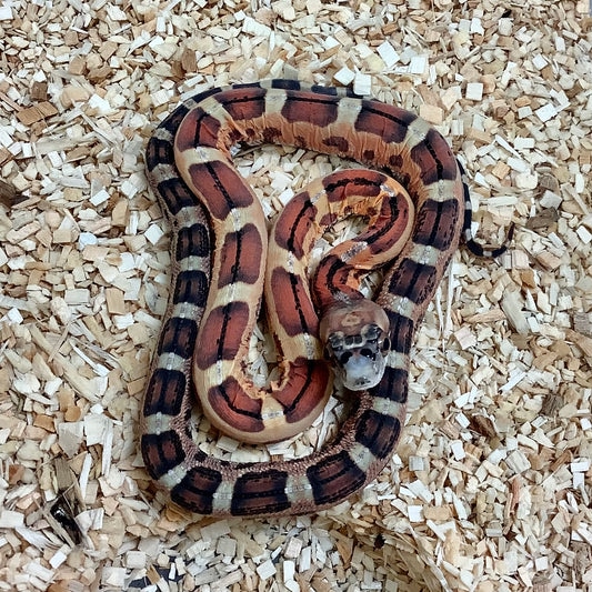 Scaleless Western Rat Snake by BHB Reptiles - MorphMarket