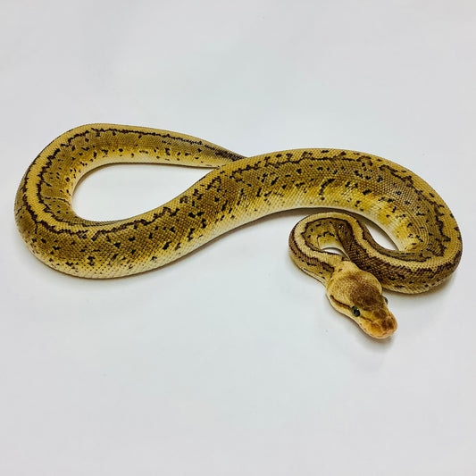 Chocolate Lemonblast Ball Python by BHB Reptiles - MorphMarket