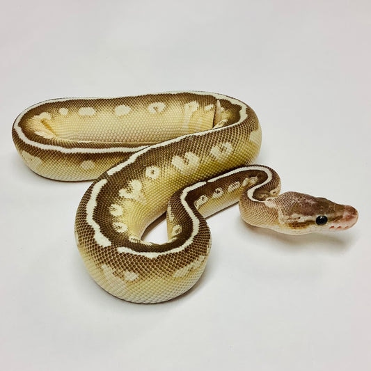 Lesser Hidden Gene Woma Ball Python by BHB Reptiles