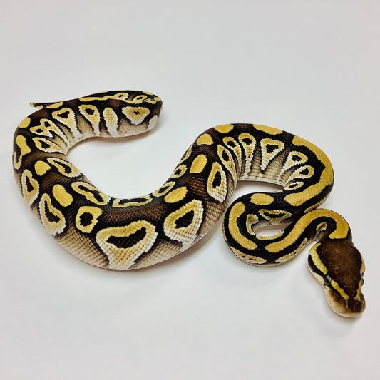 Mojave Ball Python by BHB Reptiles - MorphMarket