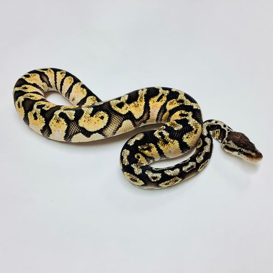 Pastel Hidden Gene Woma Ball Python by BHB Reptiles