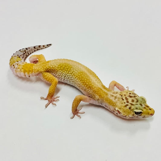 Mack Snow Raptor Leopard Gecko by BHB Reptiles