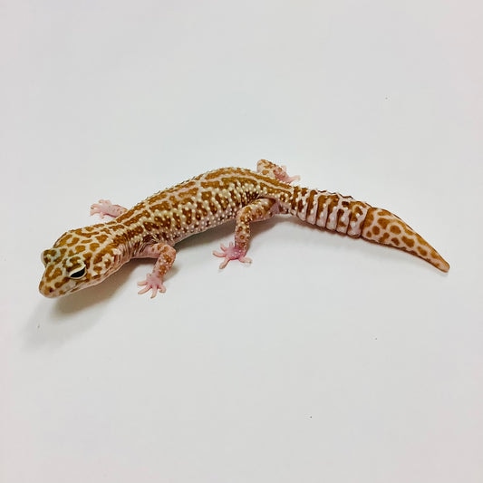 Mack Snow Raptor Leopard Gecko by BHB Reptiles