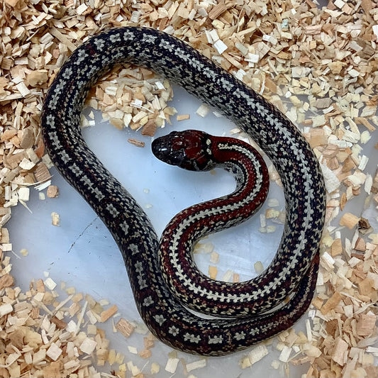 Granite San Luis Potosi Kingsnake by BHB Reptiles - MorphMarket