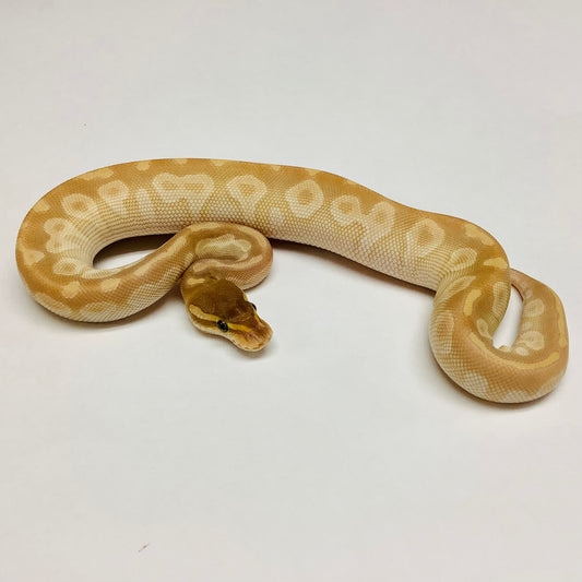Crystal Ball Python by BHB Reptiles