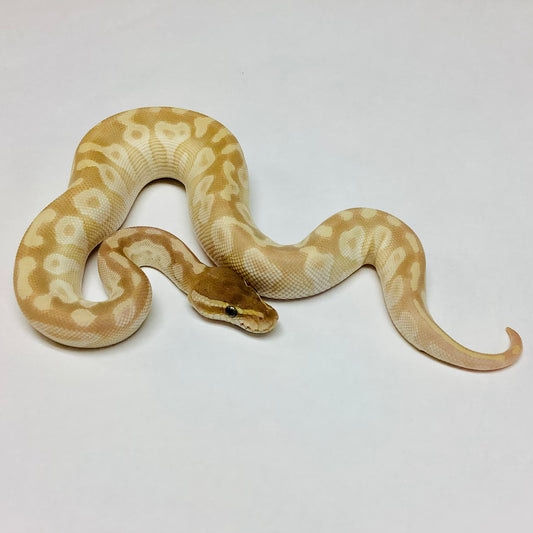 Crystal Ball Python by BHB Reptiles