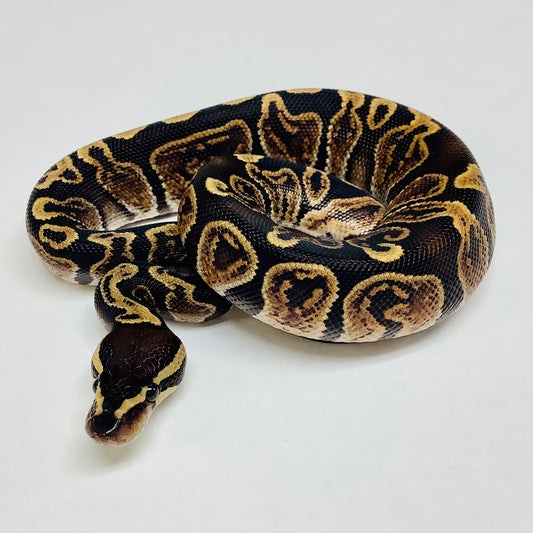 GHI Ball Python by BHB Reptiles - MorphMarket