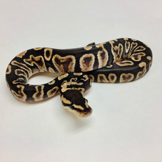 GHI Ball Python by BHB Reptiles - MorphMarket