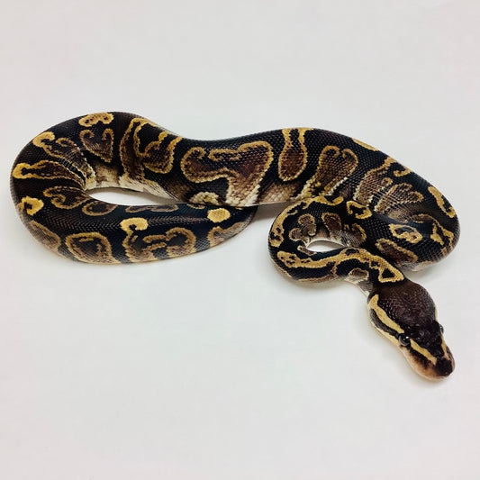 GHI Ball Python by BHB Reptiles