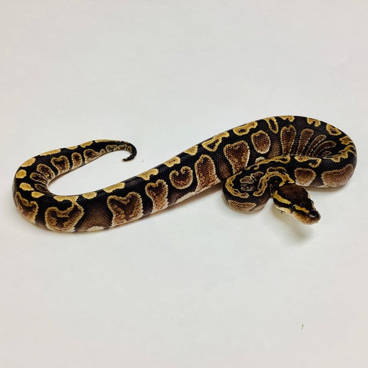 GHI Ball Python by BHB Reptiles - MorphMarket