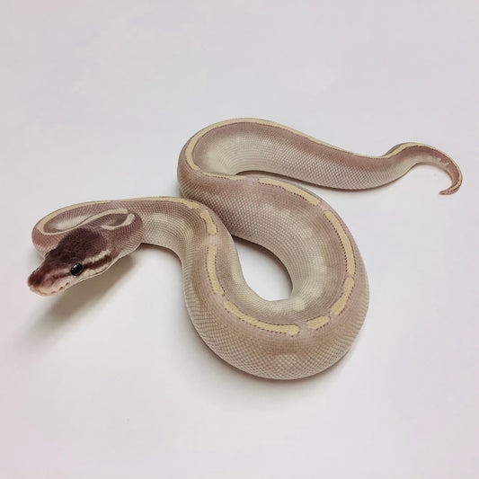 Mystic Potion Ball Python by BHB Reptiles - MorphMarket