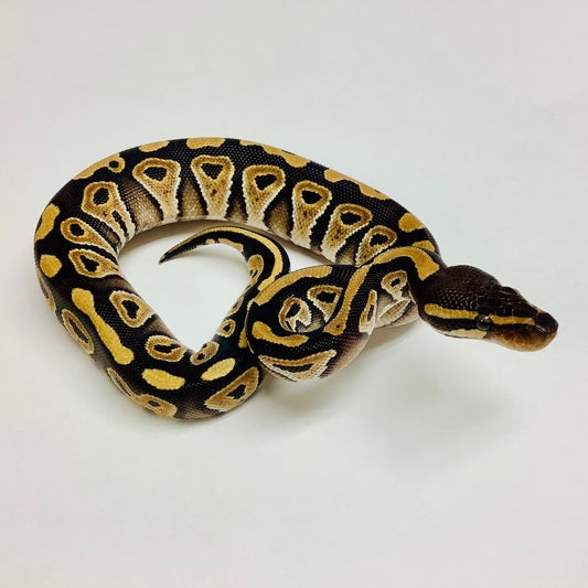 Mojave Ball Python by BHB Reptiles - MorphMarket