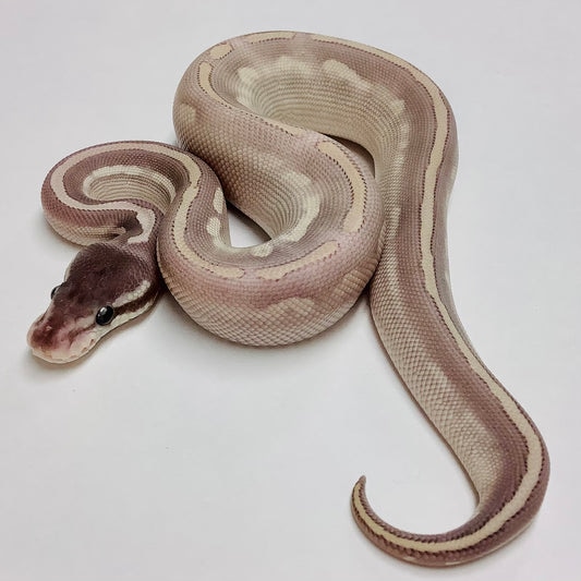 Mystic Potion Ball Python by BHB Reptiles - MorphMarket