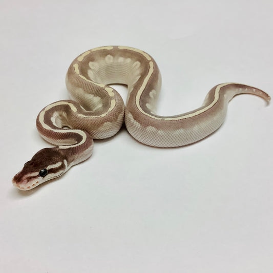 Mystic Potion Ball Python by BHB Reptiles - MorphMarket