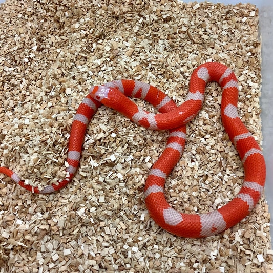 Extreme Albino Tangerine Honduran Milk Snake by BHB Reptiles - MorphMarket