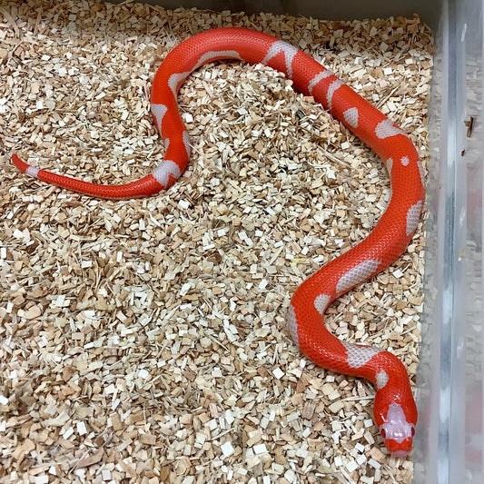 Extreme Albino Tangerine Honduran Milk Snake by BHB Reptiles - MorphMarket