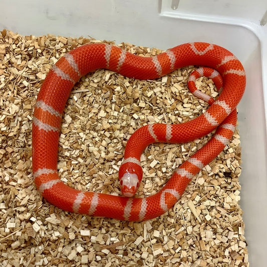 Extreme Albino Tangerine Honduran Milk Snake by BHB Reptiles - MorphMarket