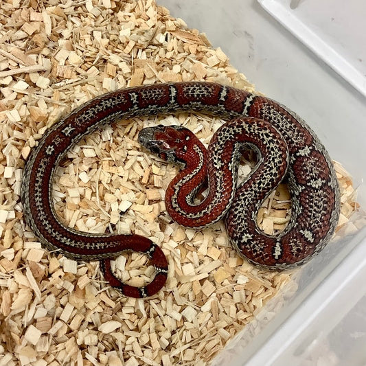 Granite San Luis Potosi Kingsnake by BHB Reptiles - MorphMarket