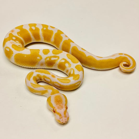 Albino Het Pied Ball Python by BHB Reptiles - MorphMarket