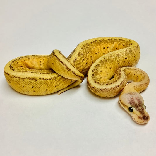 Dragonfly Ball Python by BHB Reptiles