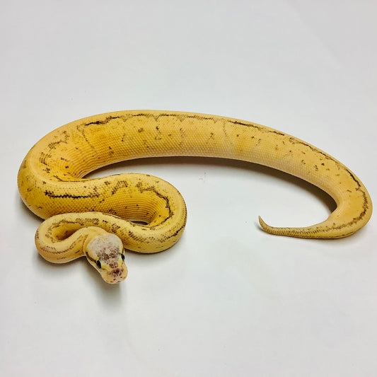Dragonfly Ball Python by BHB Reptiles