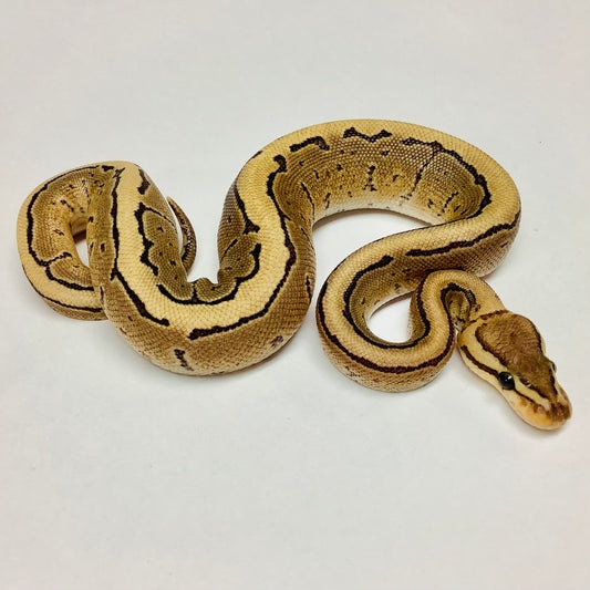Fire Pinstripe Ball Python by BHB Reptiles - MorphMarket