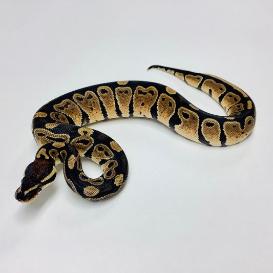 Het Albino Ball Python by BHB Reptiles - MorphMarket