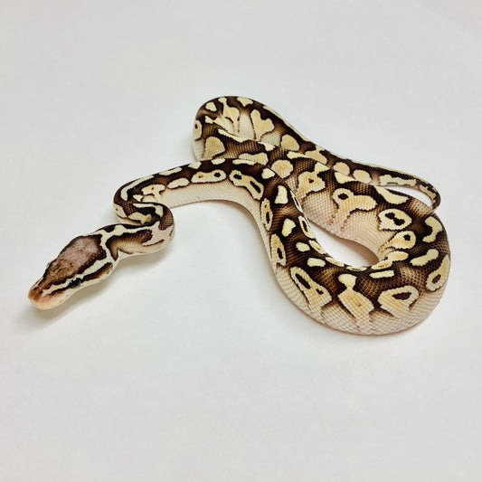 Lesser Het Clown Ball Python by BHB Reptiles