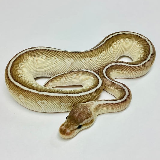 Lesser Hidden Gene Woma Ball Python by BHB Reptiles