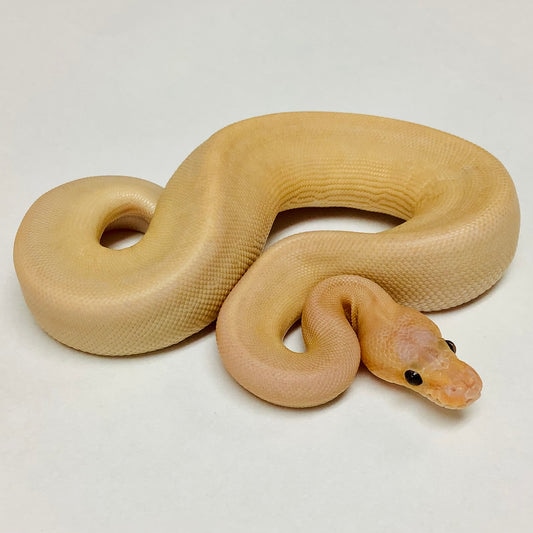 Pastel Banana Camo Ball Python by BHB Reptiles - MorphMarket