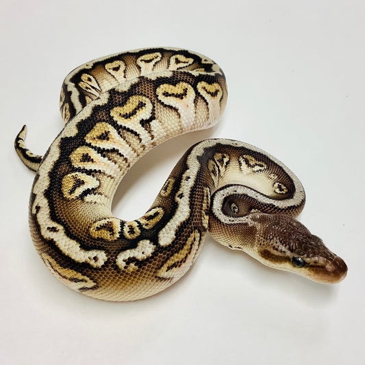 Russo Lesser Hidden Gene Woma Ball Python by BHB Reptiles - MorphMarket