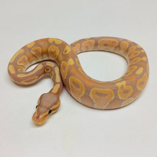 Banana Chocolate Ball Python by BHB Reptiles - MorphMarket