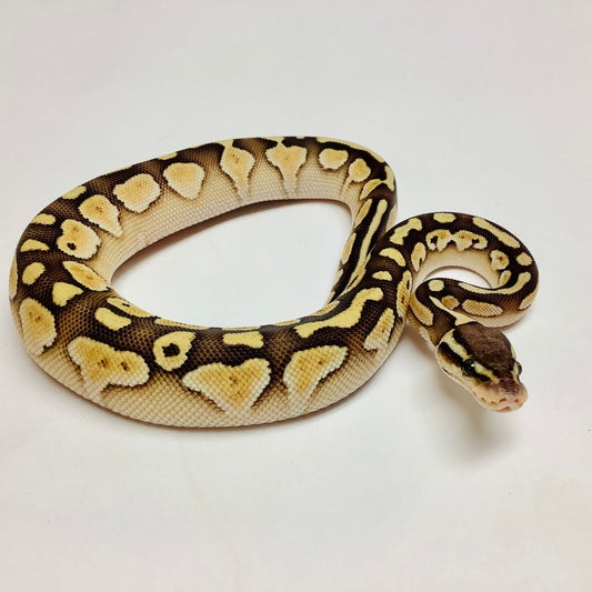 Lesser Ball Python by BHB Reptiles - MorphMarket