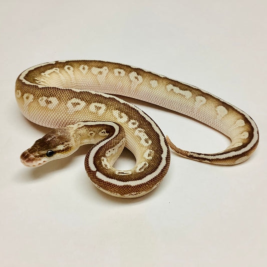Lesser Hidden Gene Woma Ball Python by BHB Reptiles - MorphMarket