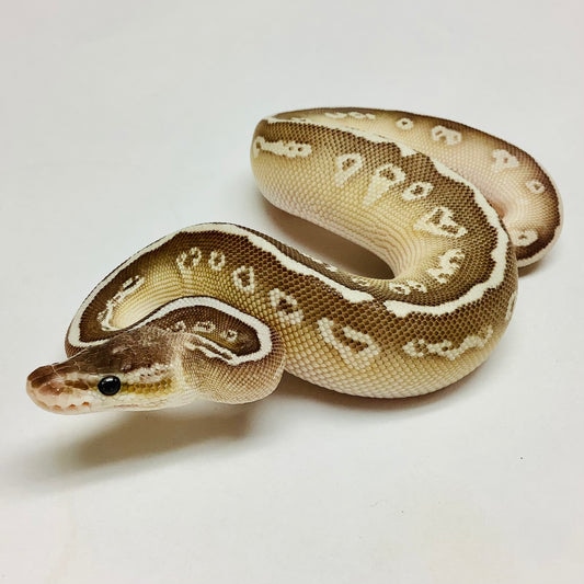Lesser Hidden Gene Woma Ball Python by BHB Reptiles - MorphMarket