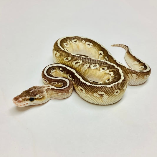 Lesser Hidden Gene Woma Ball Python by BHB Reptiles