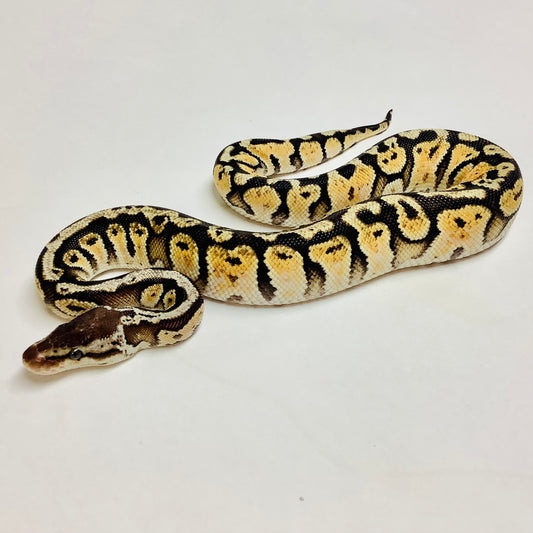 Pastel Hidden Gene Woma Ball Python by BHB Reptiles