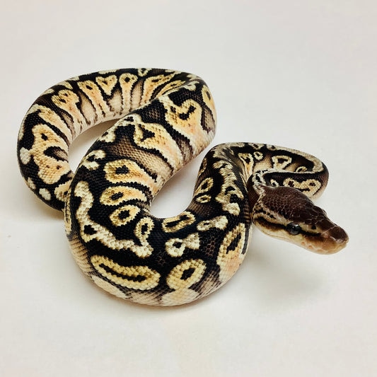 Pastel Hidden Gene Woma Ball Python by BHB Reptiles - MorphMarket