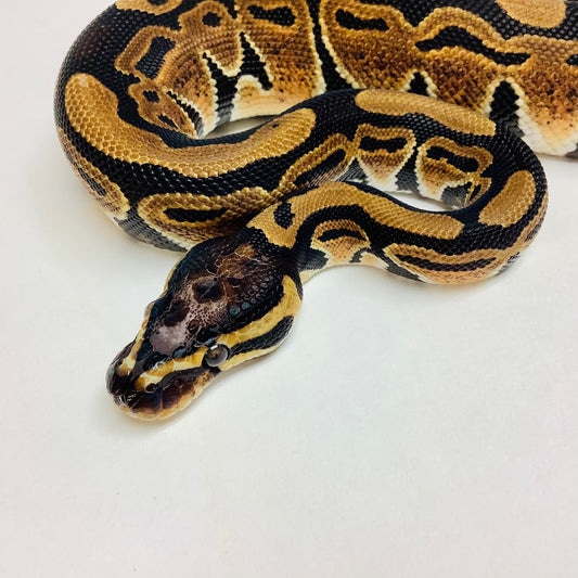 Scaleless Head Ball Python by BHB Reptiles