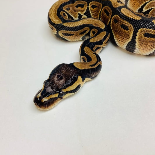 Scaleless Head Ball Python by BHB Reptiles