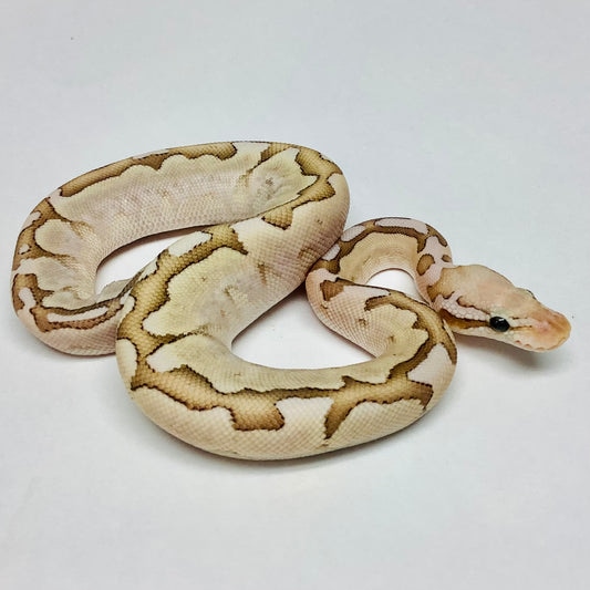 Bamboo Woma Ball Python by BHB Reptiles