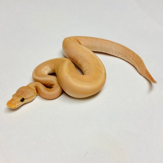 Banana Lori Pinstripe X-Treme Ball Python by BHB Reptiles - MorphMarket