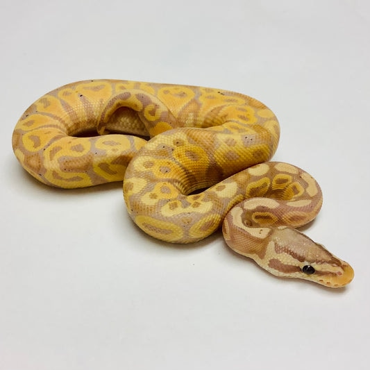 Banana Pastel Bongo Ball Python by BHB Reptiles - MorphMarket